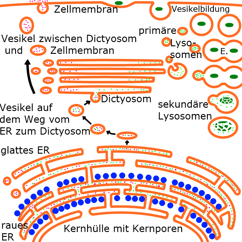 Lerntext Membranfluss